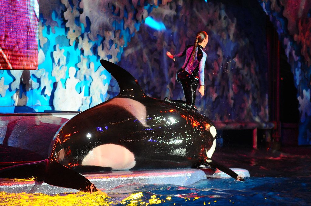 A fatal encounter between an orca and its trainer stunned spectators