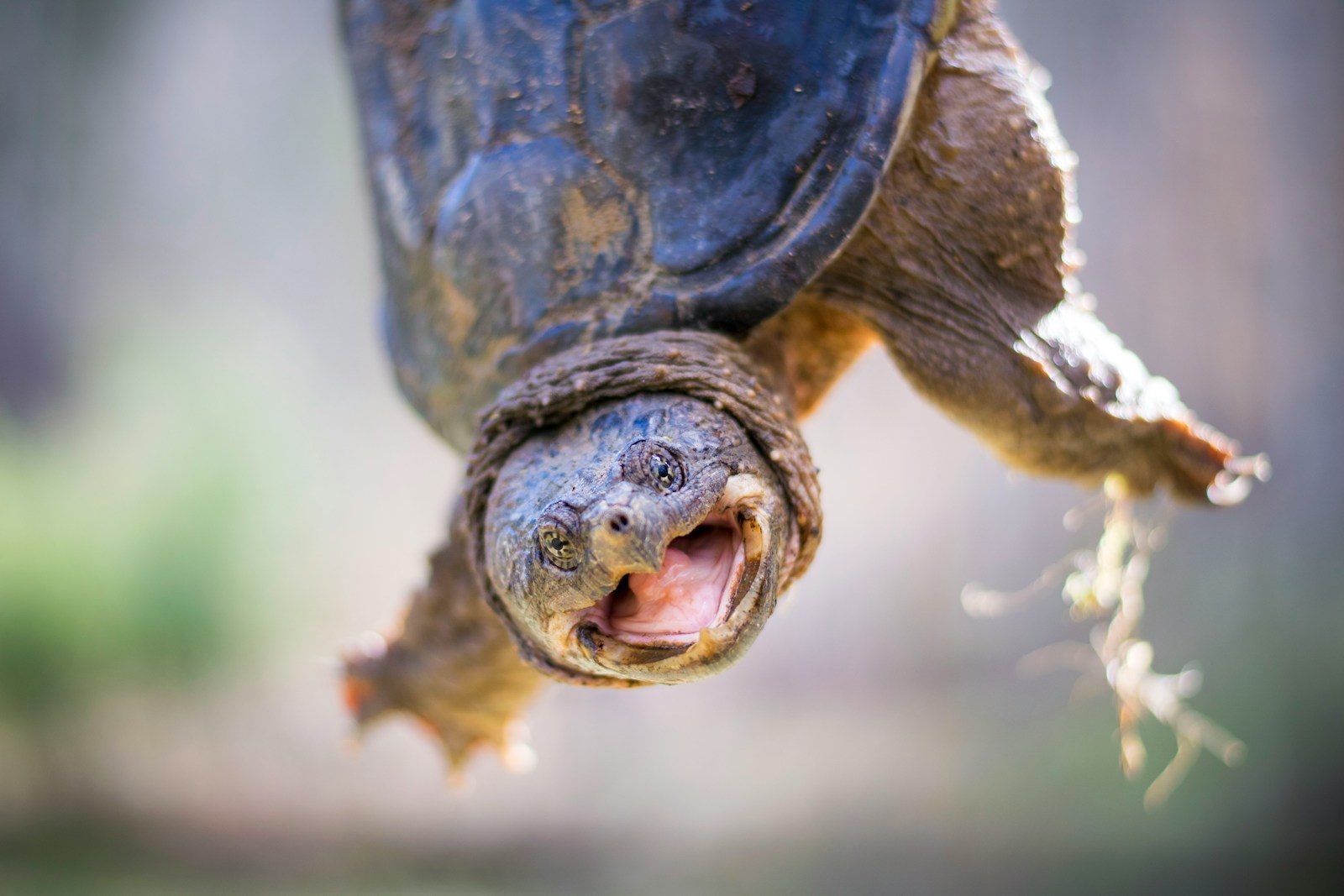 Snapping turtle found in Welsh stream sparks wildlife warning