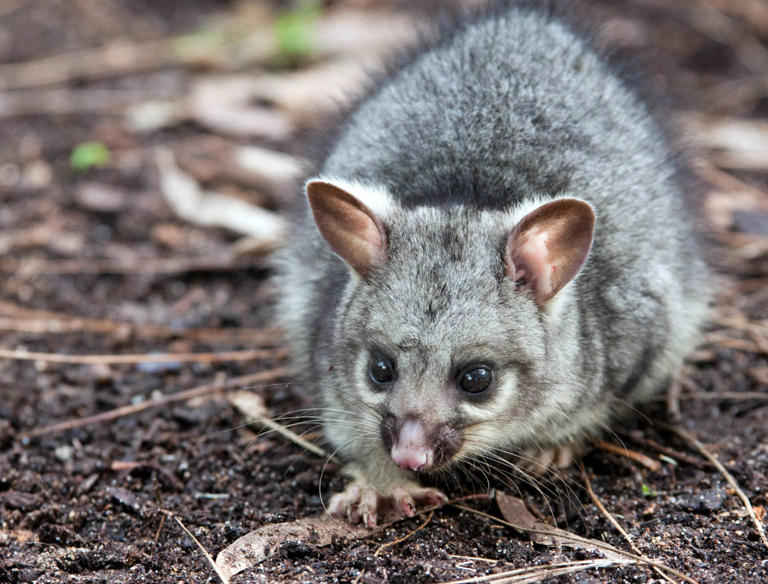 Momma possum leaves baby in trash can for safety during bad weather