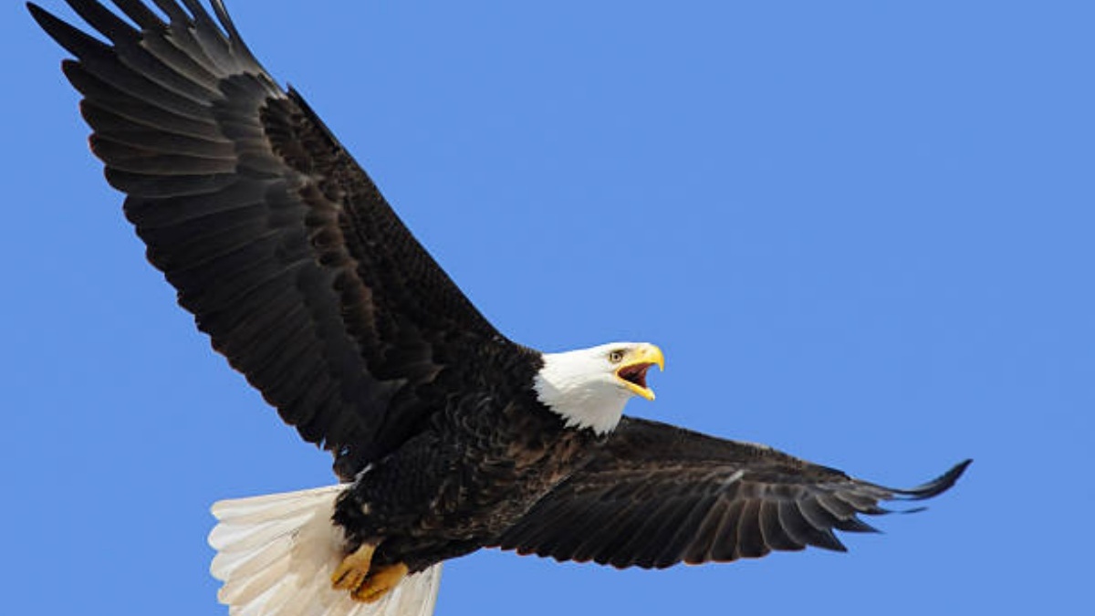 The bird species most compatible with you, according to your birth month