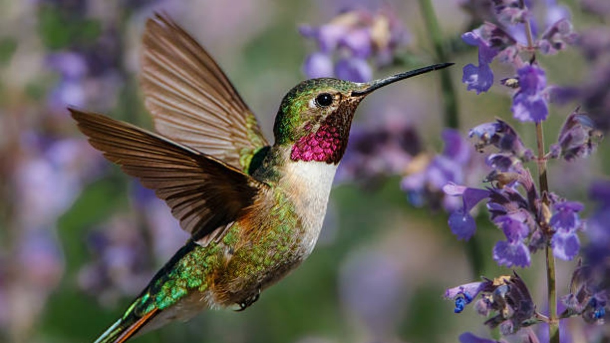 Signs your connection with hummingbirds may reveal your hidden life energy