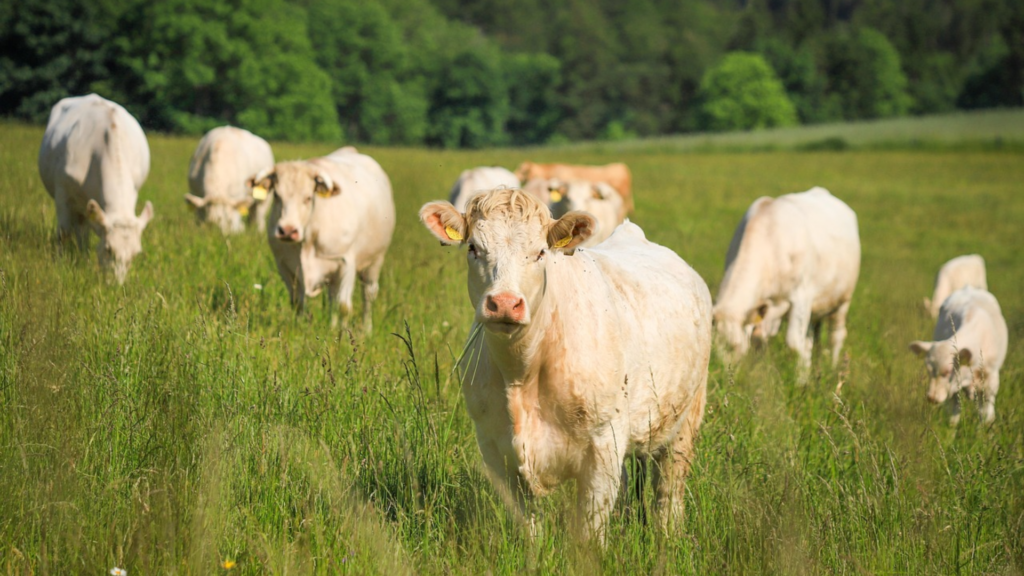 US cattle herd drops to lowest level since 1951, driving retail beef ...