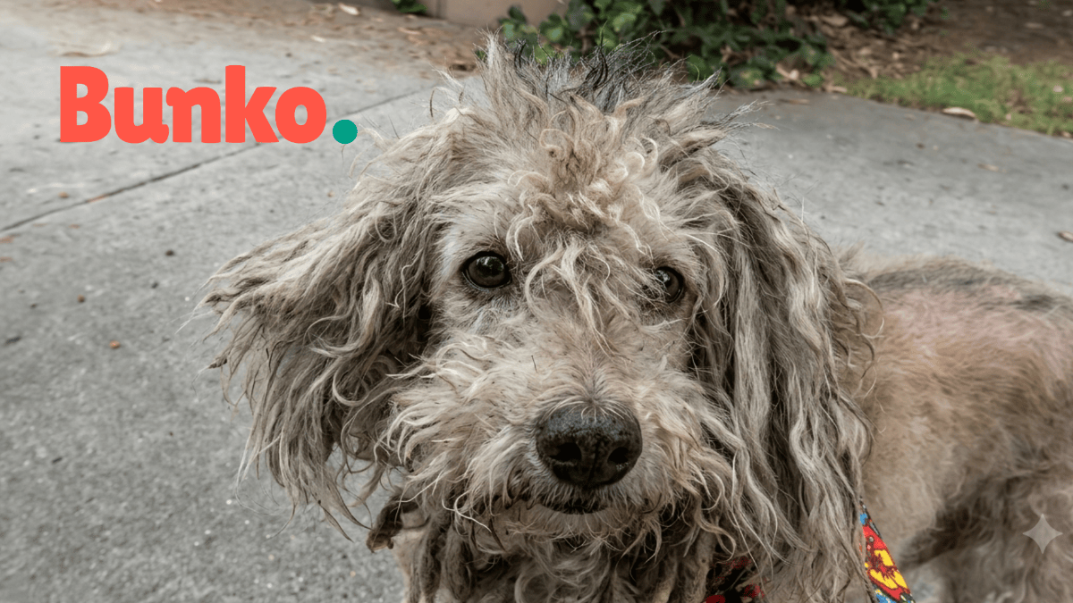 Rescuers feared the worst when a small dog appeared in the middle of a ...