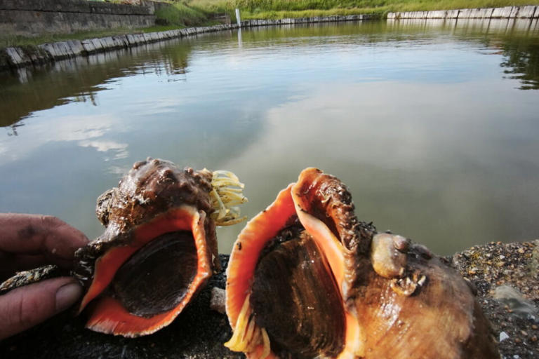 Un "bulot XXL" décime les coquillages de Charente-Maritime : le rapana ...