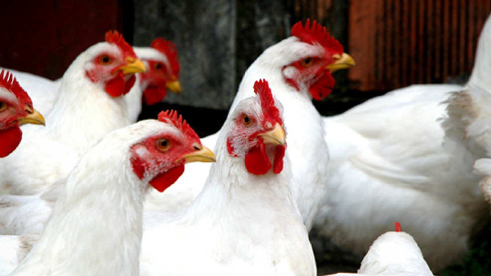 Video shows chickens being dumped in landfill, sparks investigation
