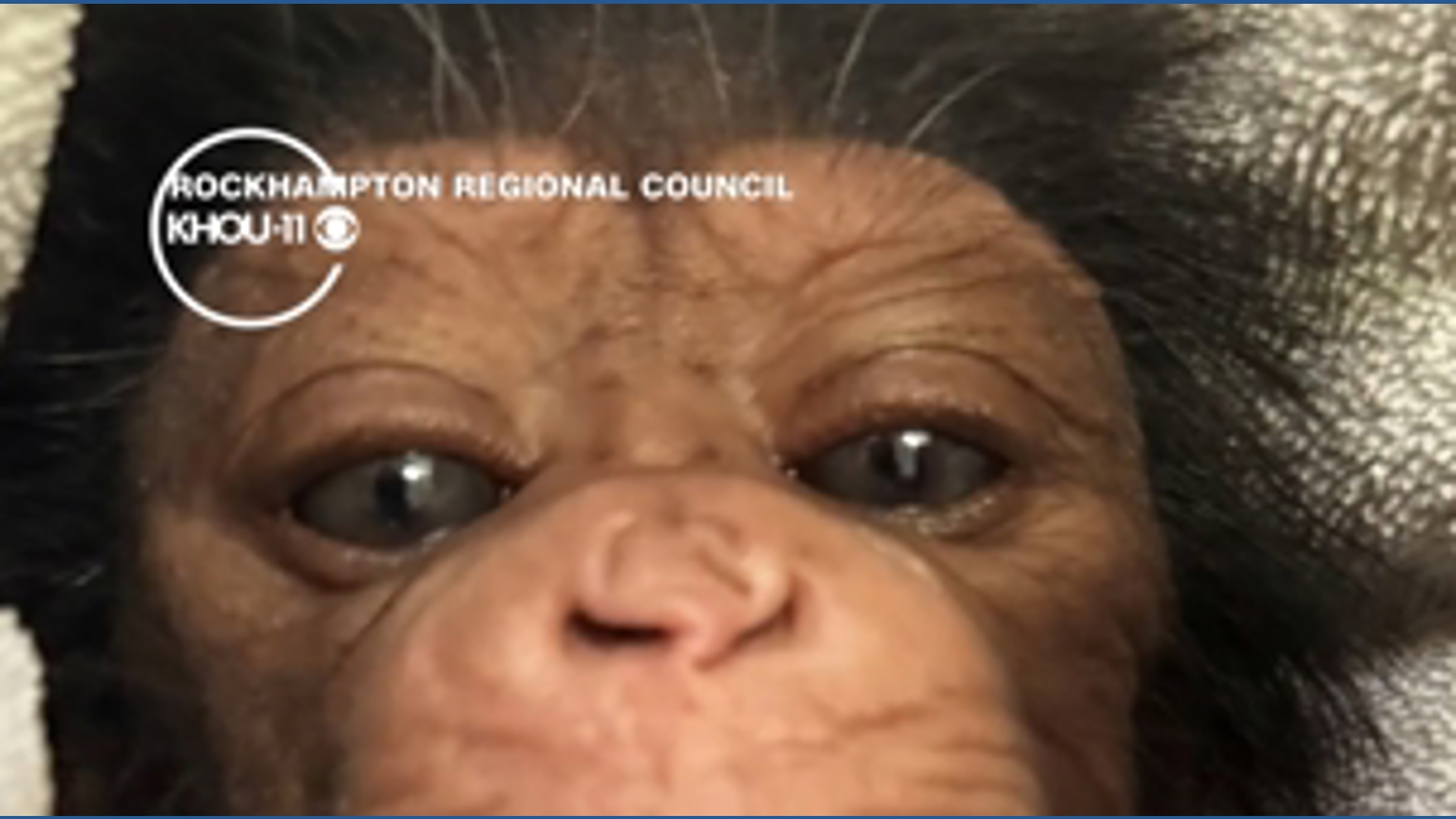 Baby chimp breaks leg hours after birth and is now on the mend
