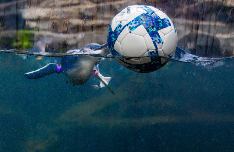 Video: Little blue penguins at Birch Aquarium show World Cup spirit