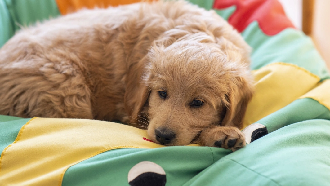 8 popular hybrid dog breeds and their traits