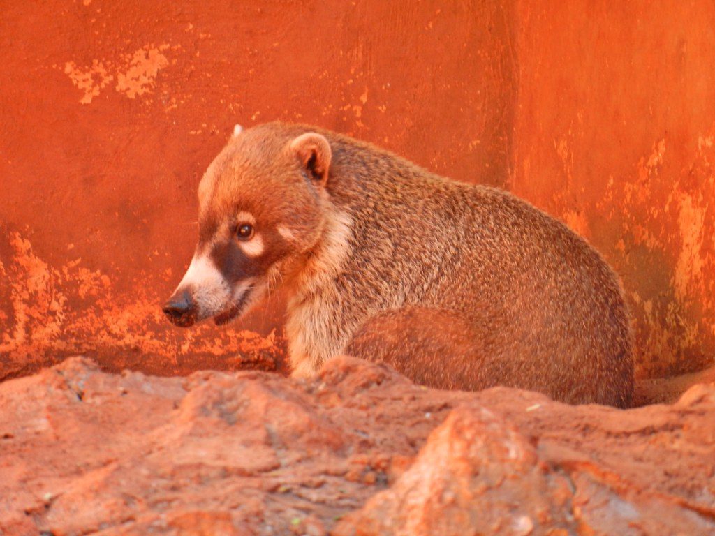 Unusual animal spotted in Central Texas turns out to be a rare coatimundi