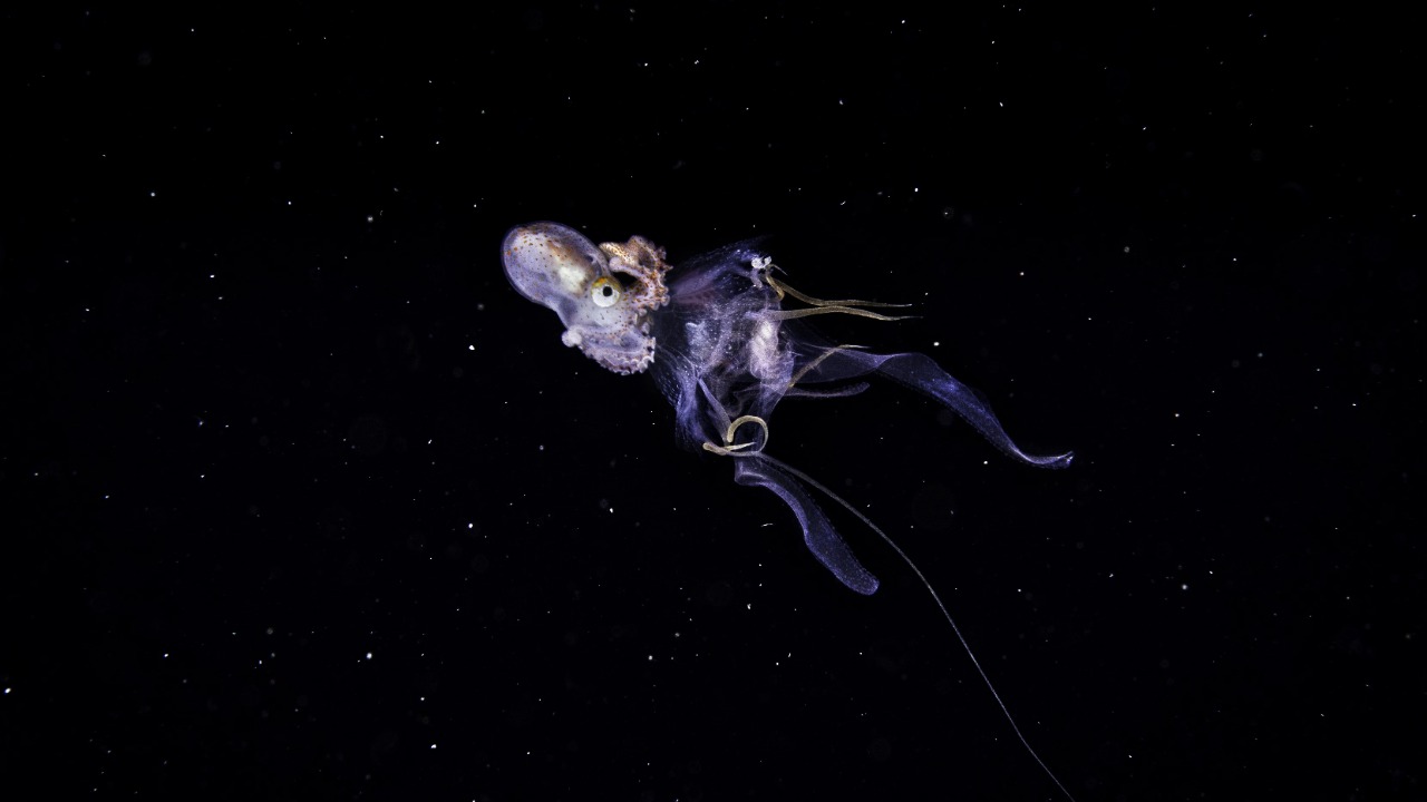 31 ghostly new animals were just pulled from the ocean’s midnight zone ...
