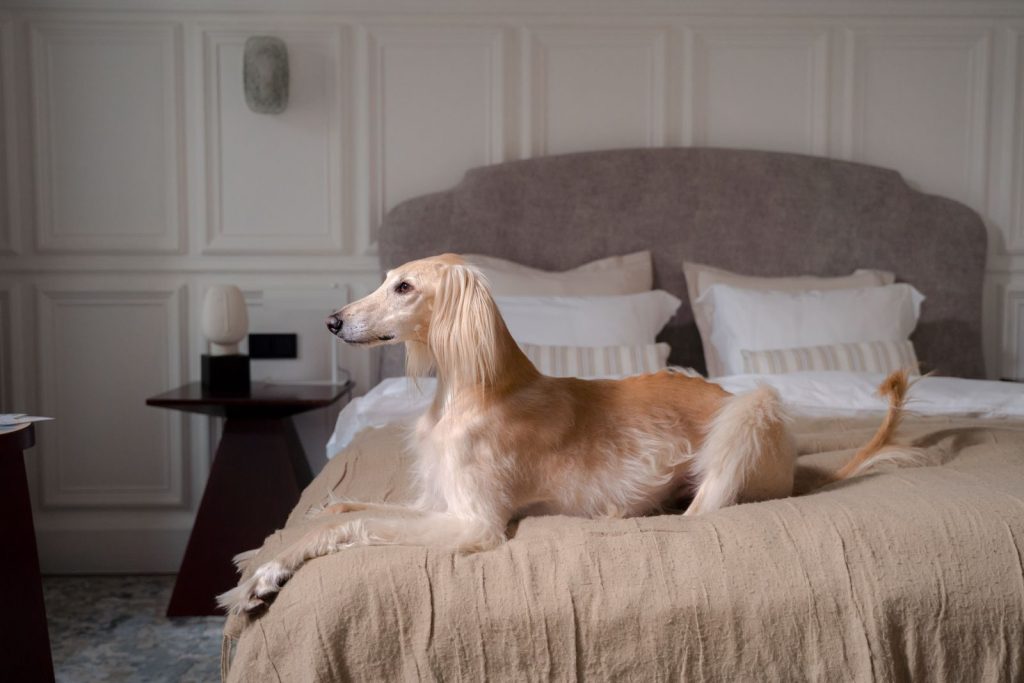Dog breeds often considered challenging to train