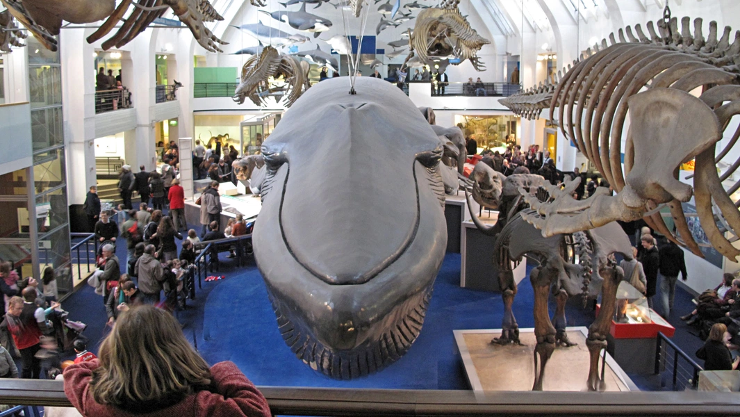 12 massive things that dwarf humans