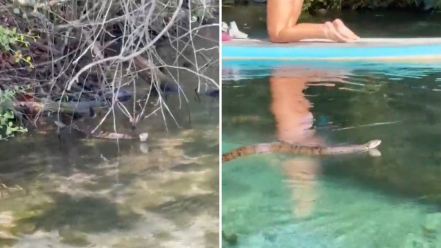 Paddleboarder thought a water moccasin snake was harmless until it ...