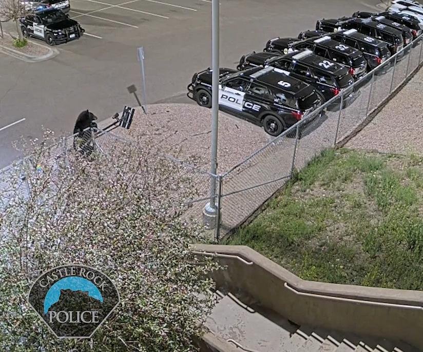 Watch: Bear climbs fence into police parking lot in Colorado