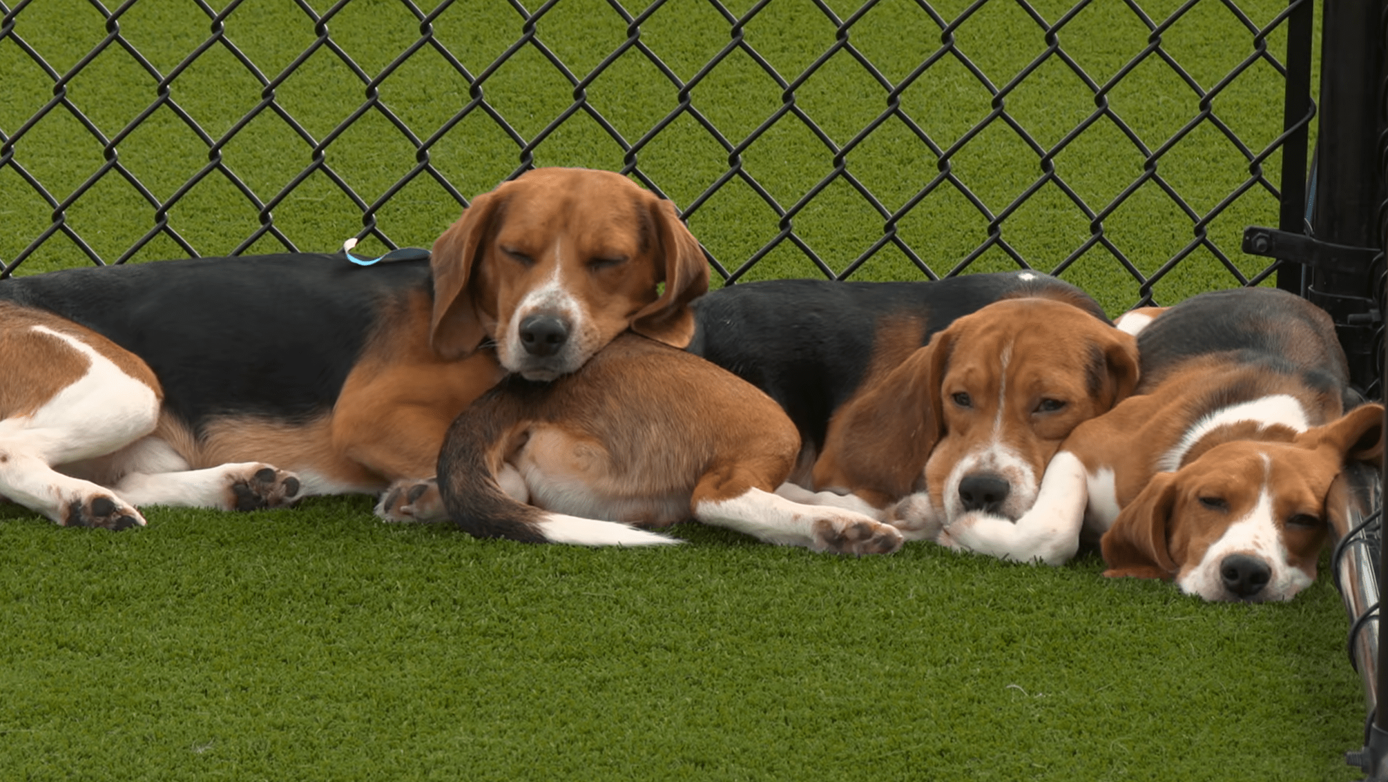 15 beagles from Ridglan Farms fly from Palm Beach to new lives in NYC