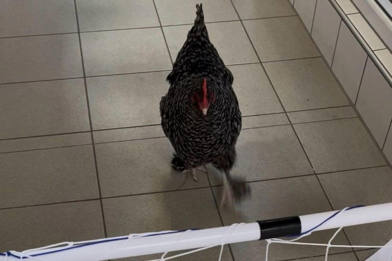 Gewinnt Deutschland gegen die Elfenbeinküste? Huhn Elke aus NRW sagt ...