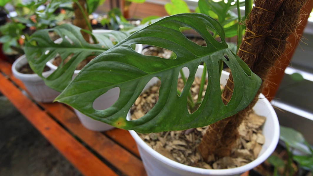 Mastering monstera care for thriving indoor jungles