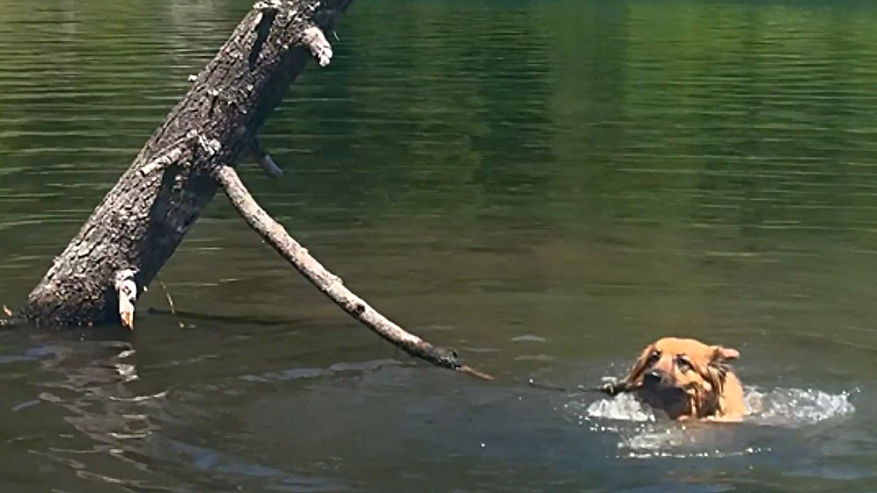 Perrita decidida se enfrenta a un tronco de árbol en una batalla ...