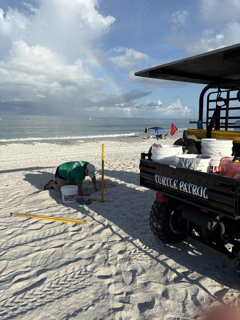 Turtle watchers urge beachgoers to give nesting loggerheads space on ...
