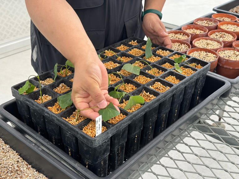 Exclusive: South Korea's quarantine greenhouse preserves rare plants