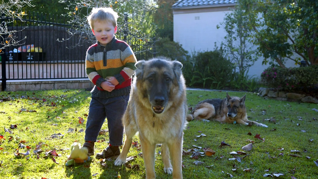 Heartwarming and heroic dog-toddler moments