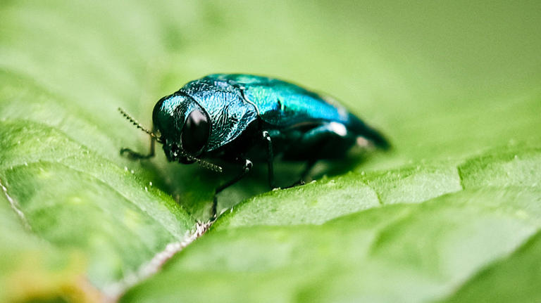 The invasive pest that's attacking trees in South Carolina