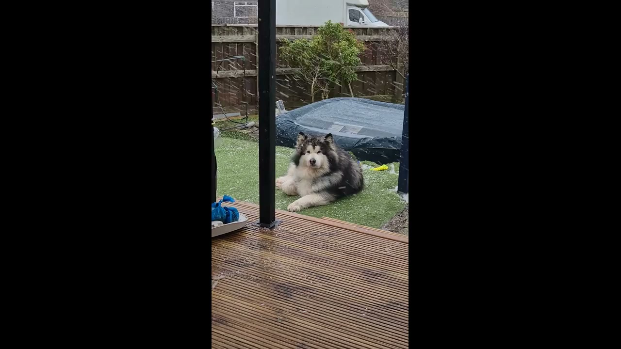 Dog loves snowfall in Scotland