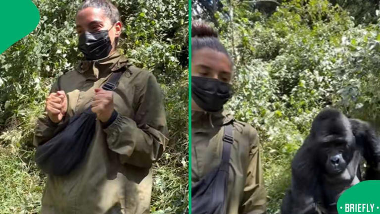 Tourists stunned as massive gorilla ignores safety distance and walks ...