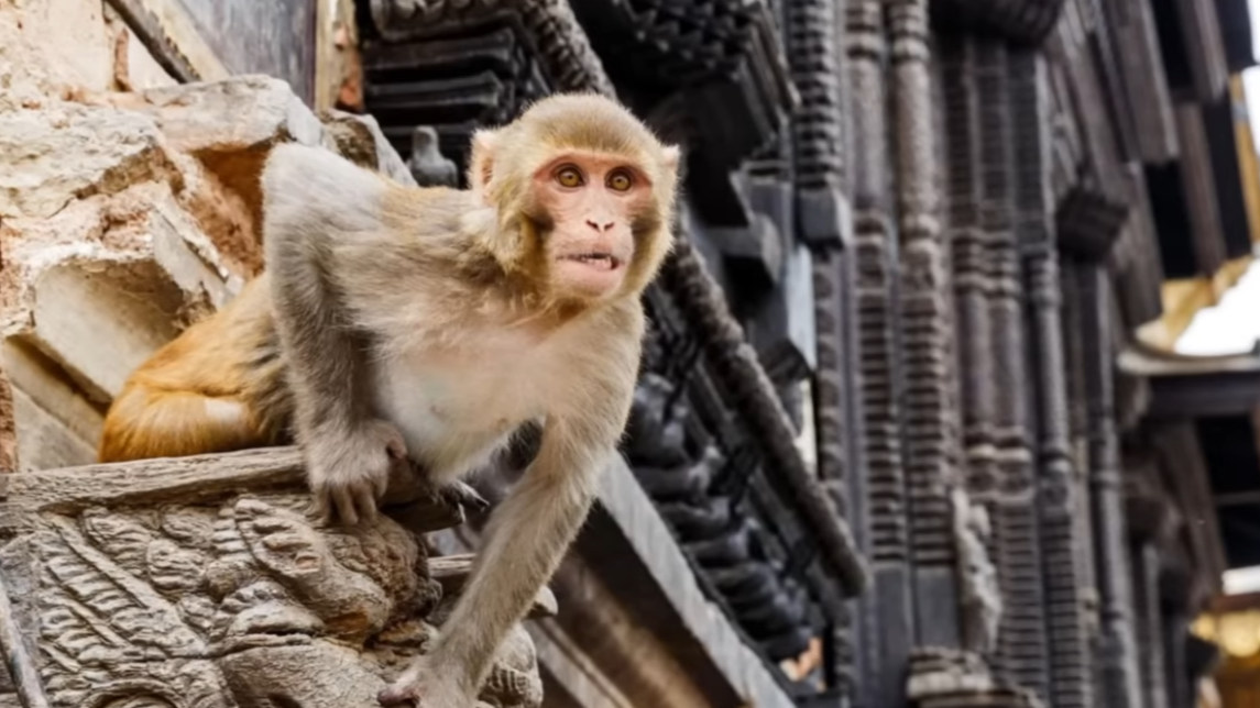This monkey kidnapped a baby - and the story took a dark turn