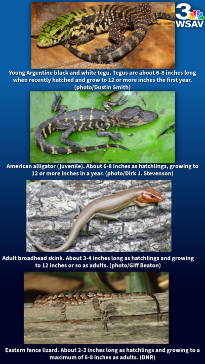 Sightings of large invasive lizards continue in coastal Georgia, map shows