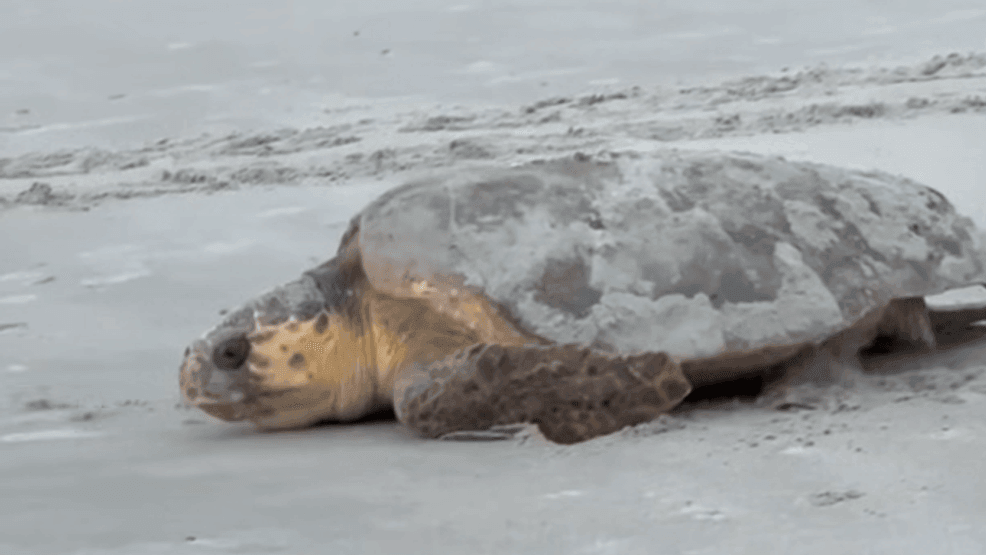 Pawleys Island residents spot 'day-nester' sea turtle