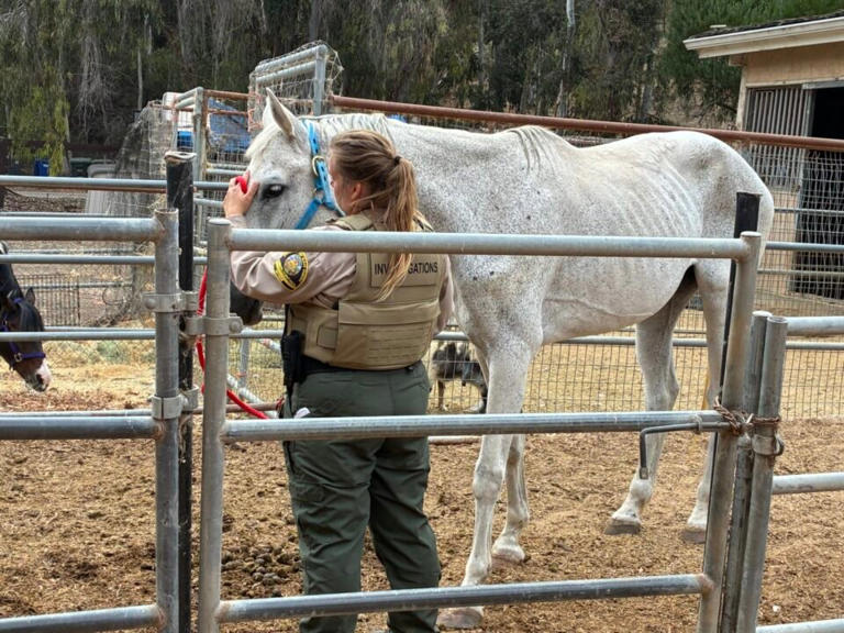 Dog found dead, dozens of other animals removed from Rancho Santa Fe ...