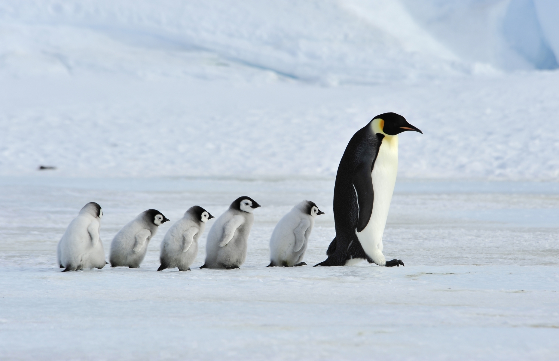 30 momentos familiares entrañables del reino animal