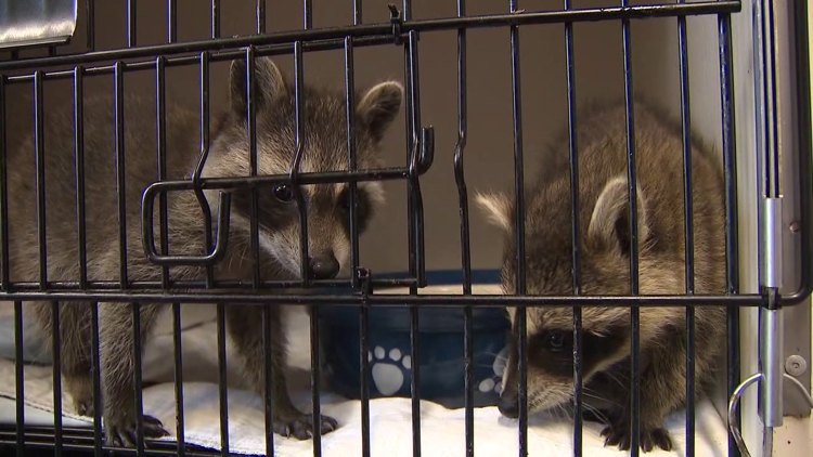 Wildlife center in the Poconos pausing raccoon intakes amid record ...