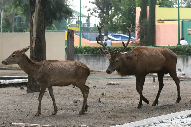 Detectan gusano barrenador en dos especies de zoológico de León, Guanajuato