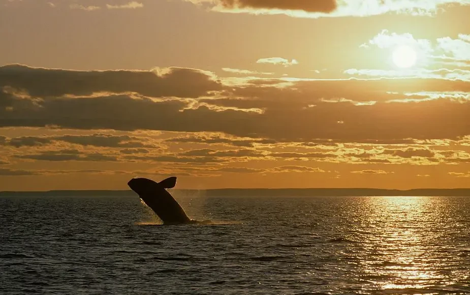 Rare juvenile North Pacific right whale spotted off BC coast