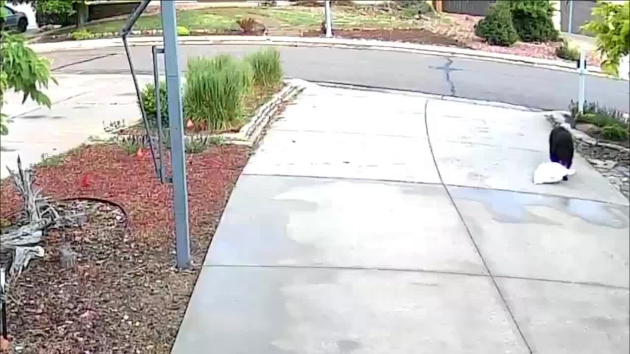 Caught on camera: Hungry black bear raids Colorado Springs garage for trash