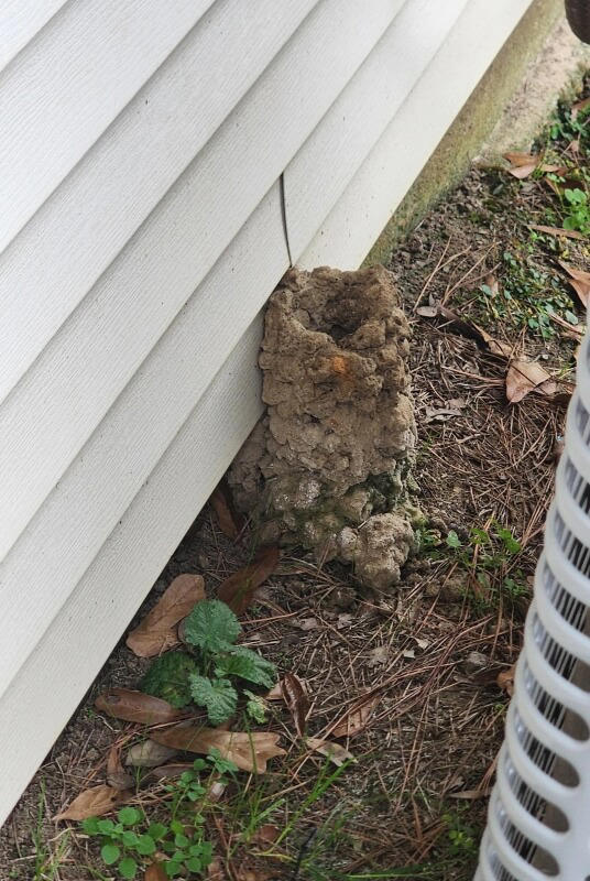 Louisiana resident fears a mud dauber nest, but the strange mound is a ...