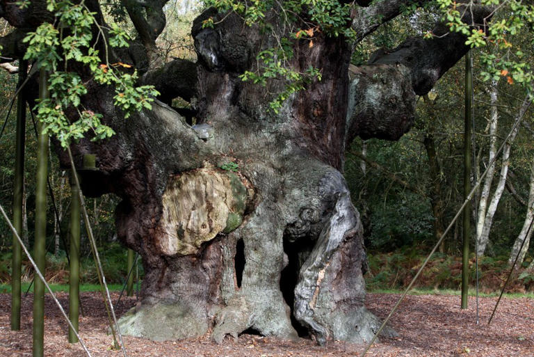 Ancient oak tree said to have sheltered Robin Hood dies after 1,200 years