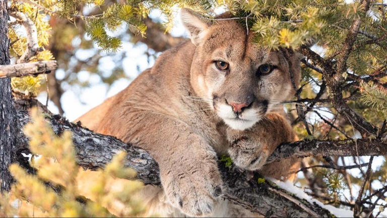 Davis police investigating mountain lion sighting