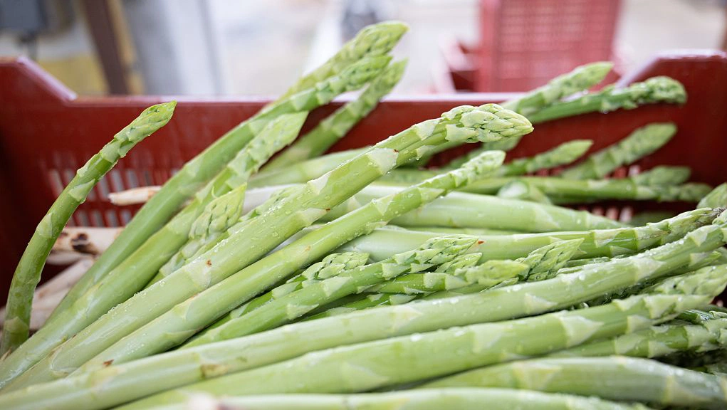 Understanding thin asparagus: Nutrition, flavor, and growth