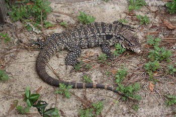 Sightings of large invasive lizards continue in coastal Georgia, map shows