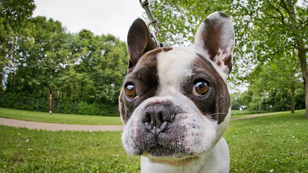 French bulldog history, traits, and cultural impact