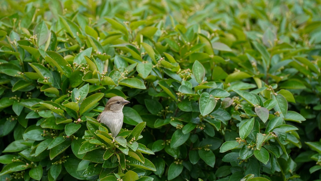 Safe and legal bird nest removal from gutters