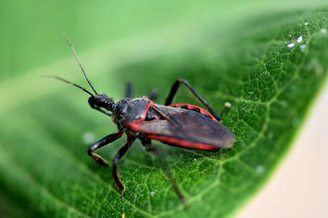 CDC says kissing bug disease is endemic in the US., where it can lurk ...