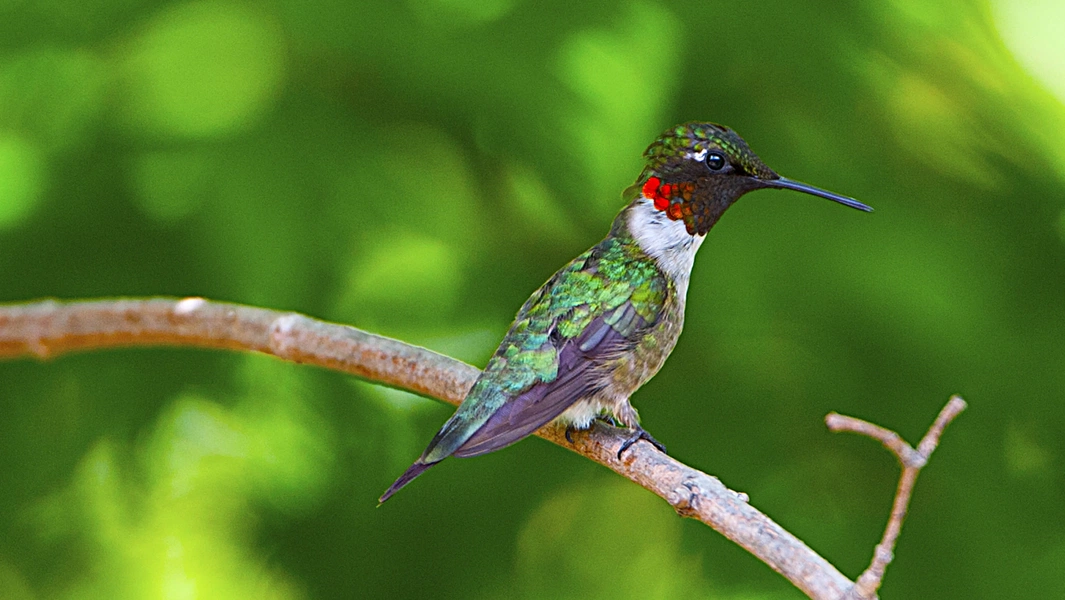 9 fascinating facts that bust hummingbird myths