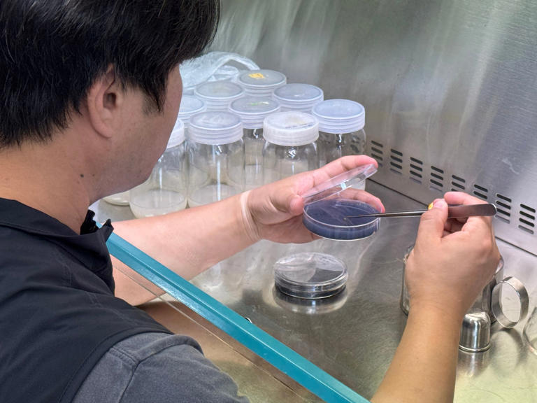 Exclusive: South Korea's first quarantine greenhouse preserves rare plants