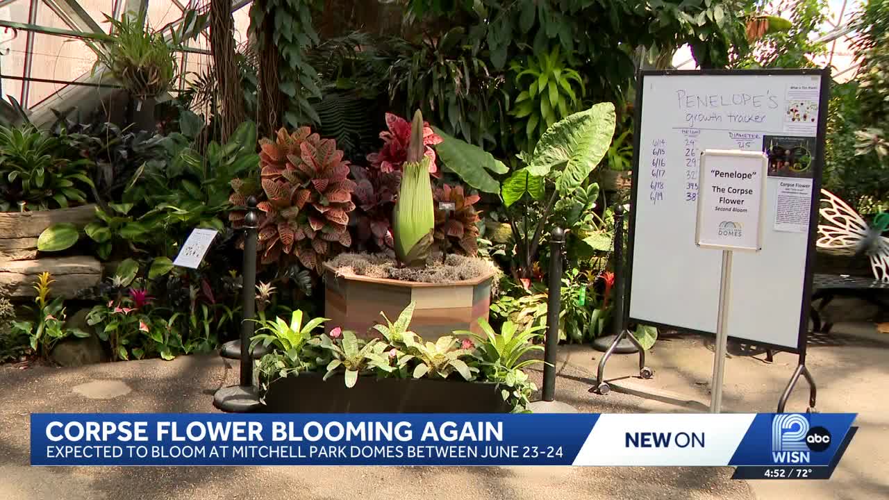 Corpse flower expected to bloom next week at Mitchell Park Domes
