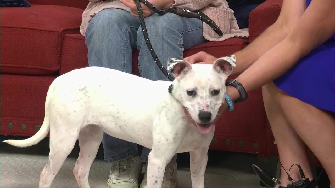 Helping Hands Humane Society ready for dog days of summer