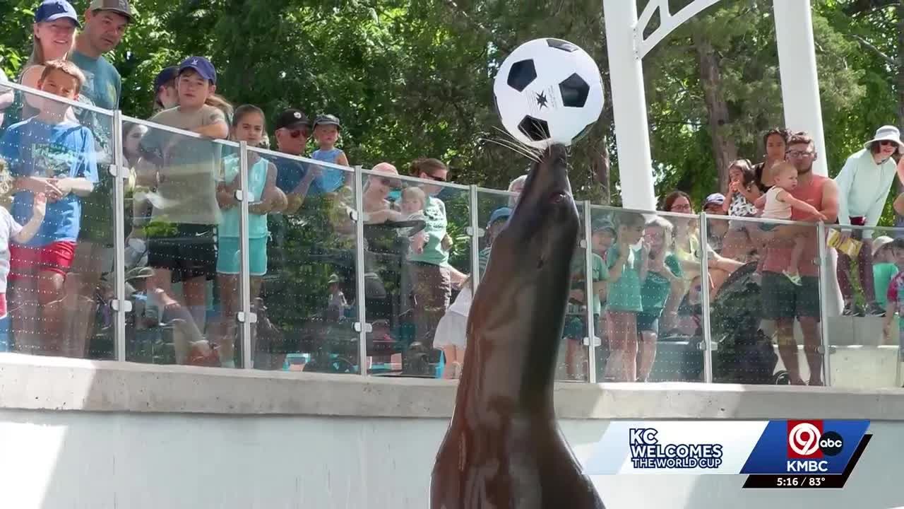 Kansas City Zoo celebrates World Cup with soccer fun for animals and kids